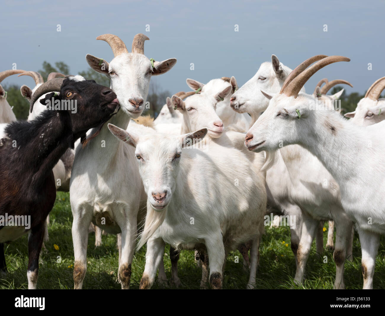 white goats and one black outside in meadow against blue cloudy sky in ...