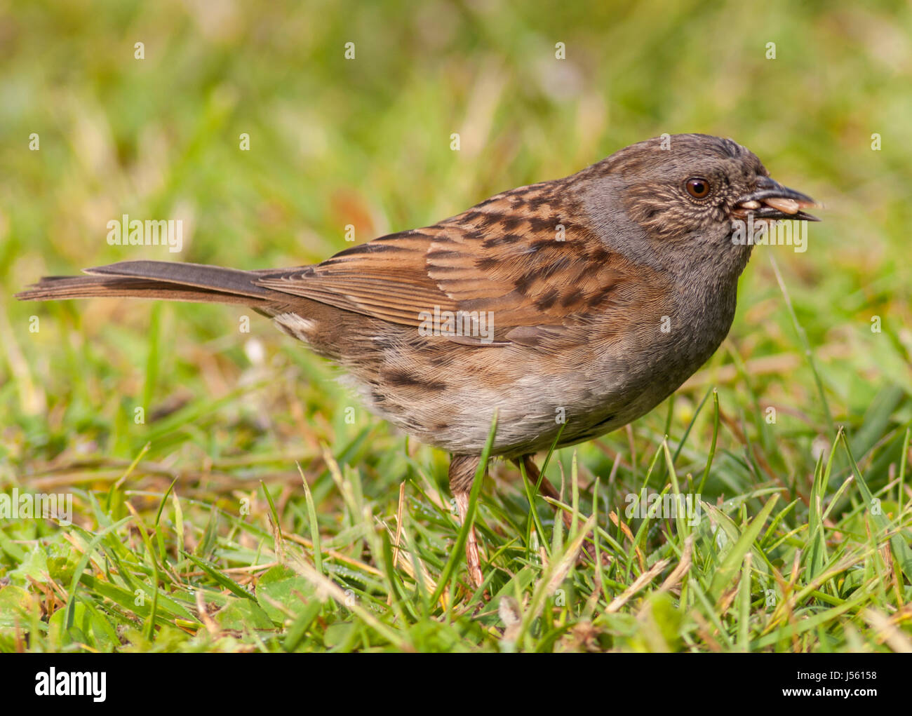 A Dunnock in a uk garden (Prunella modularis Stock Photo - Alamy
