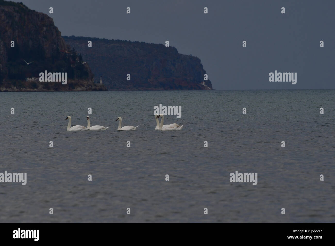 Nafplio, Greece. 16th May, 2017. Six swans appeared in the Nea Kios ...