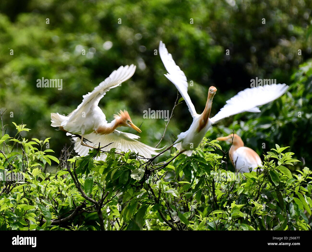 Fuzhou, China's Fujian Province. 16th May, 2017. Cattle egrets rest on ...