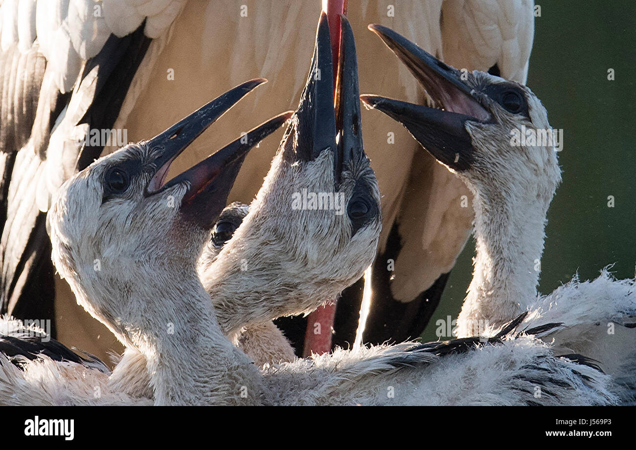 Biebesheim, Germany. 16th May, 2017. Four young storks are fed by one ...