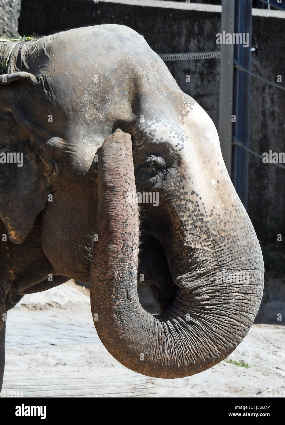 Karlsruhe, Germany. 17th May, 2017. Rani the elephant in the zoo in ...