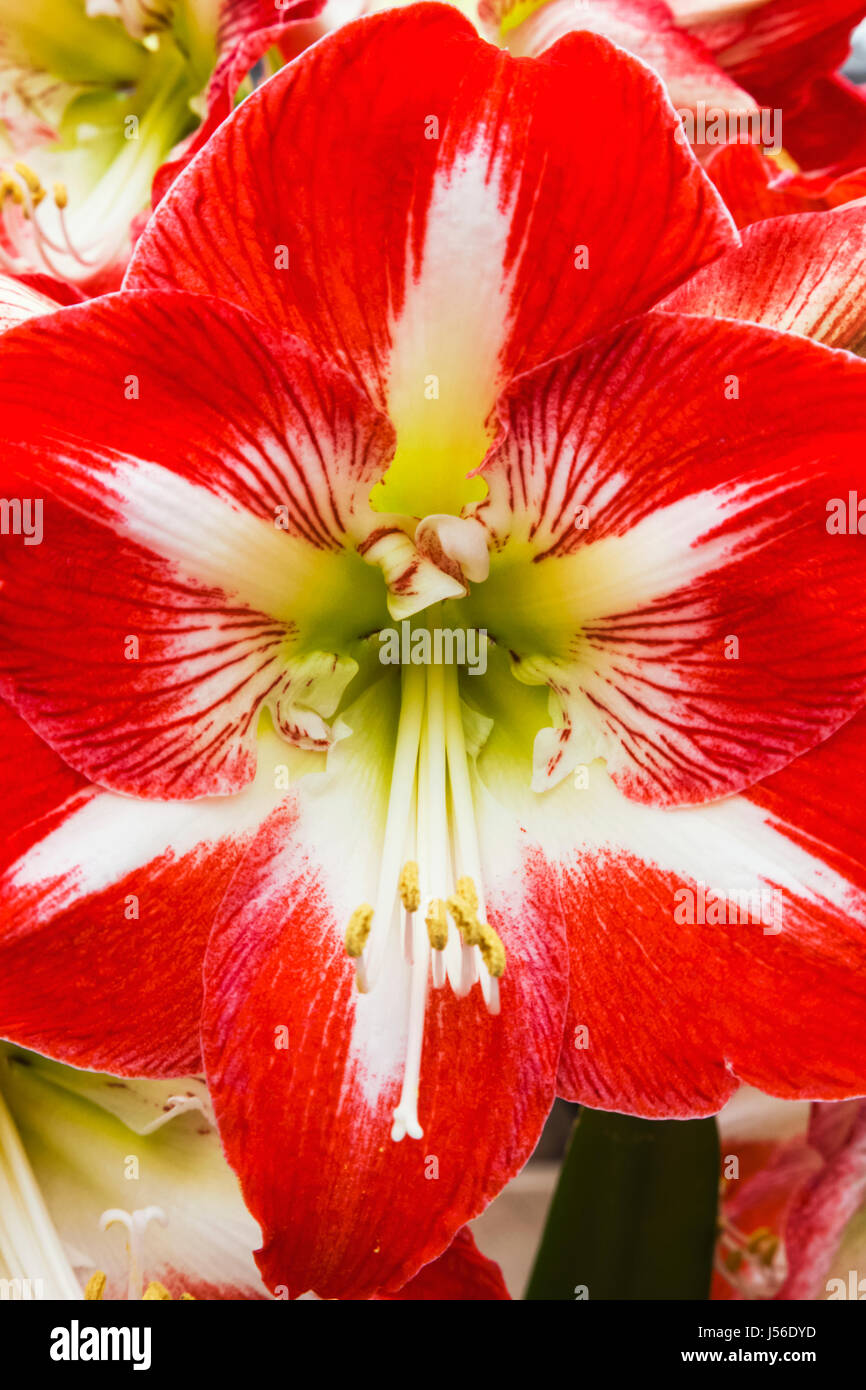 Europe, Netherlands, Lisse, Keukenhof Gardens, Amaryllis Flower Stock ...