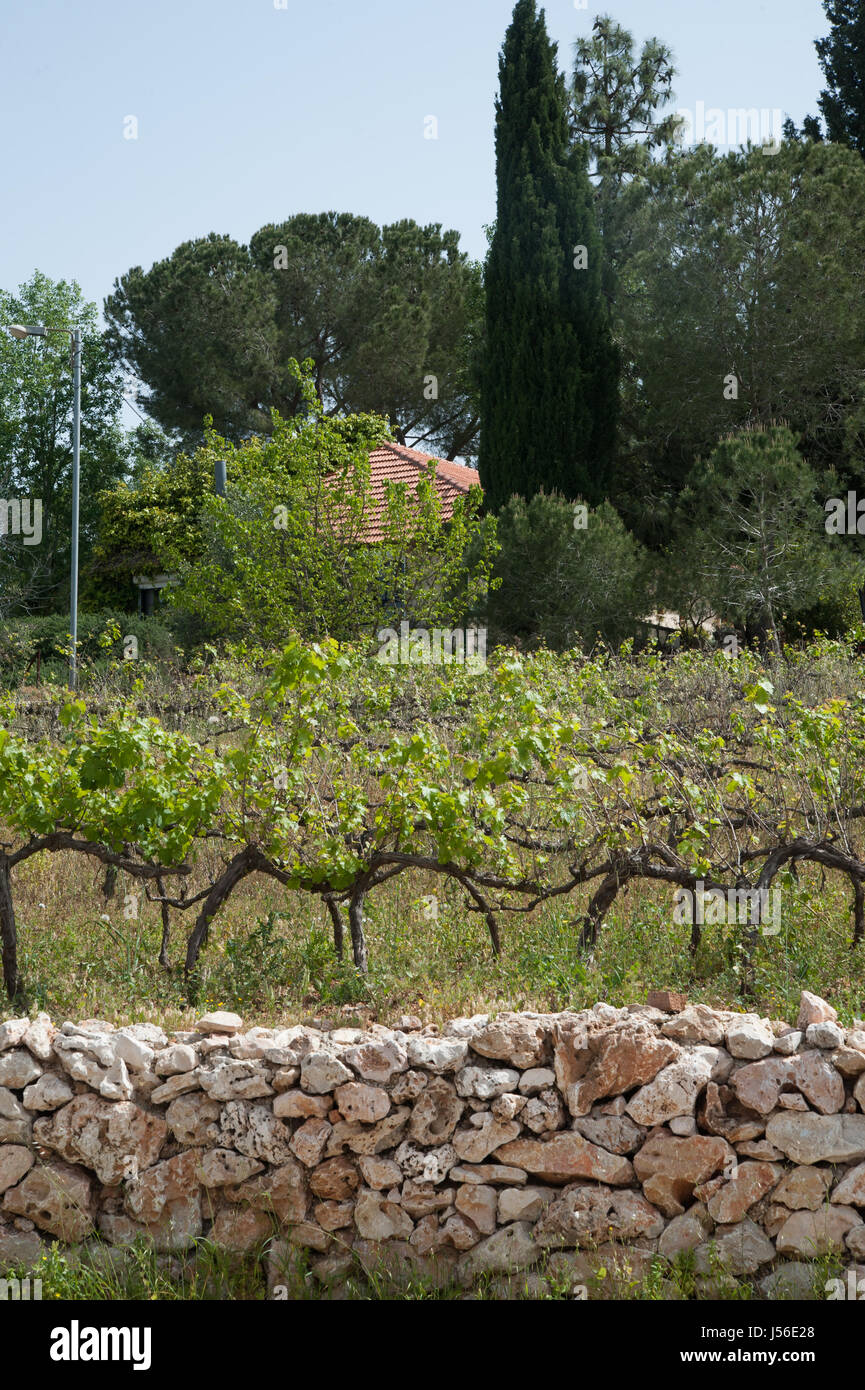 Israel Tourism Vine