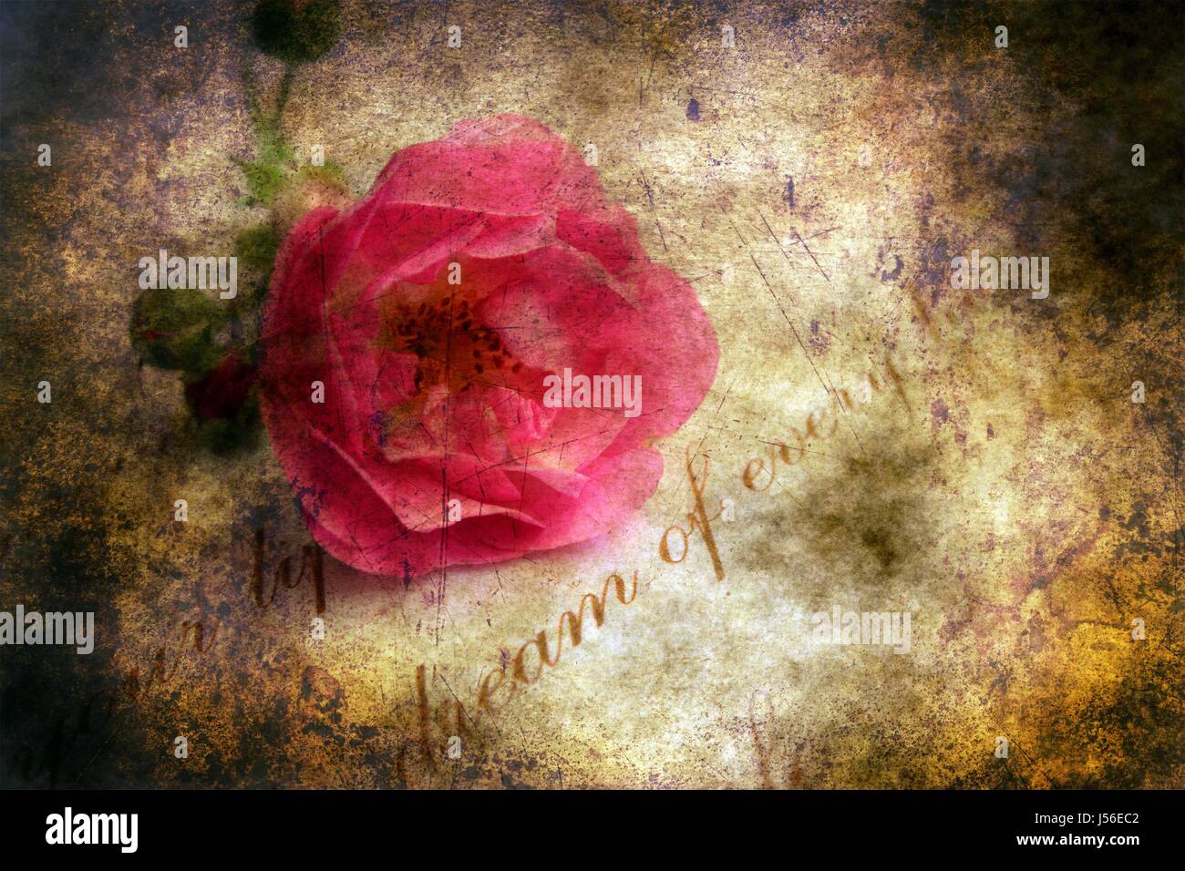 Love letter and red rose Stock Photo - Alamy