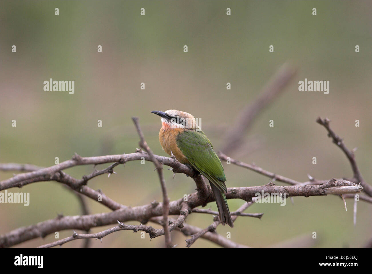 White-fronted bee-eater Merops bullockoides juvenile Umfolozi Game Park ...