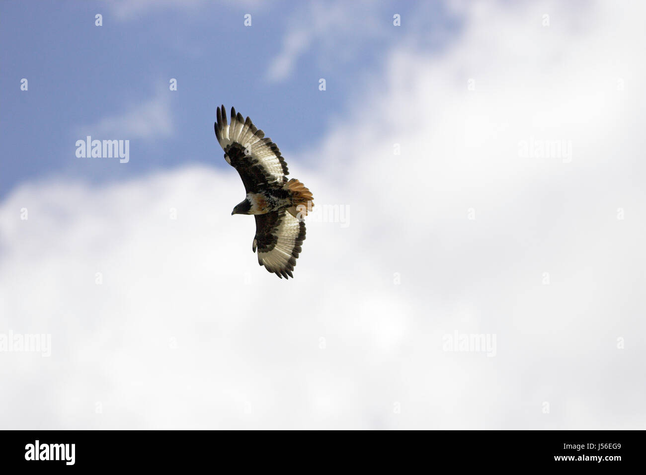 Jackal buzzard Buteo rufofuscus adult Lesotho Stock Photo - Alamy
