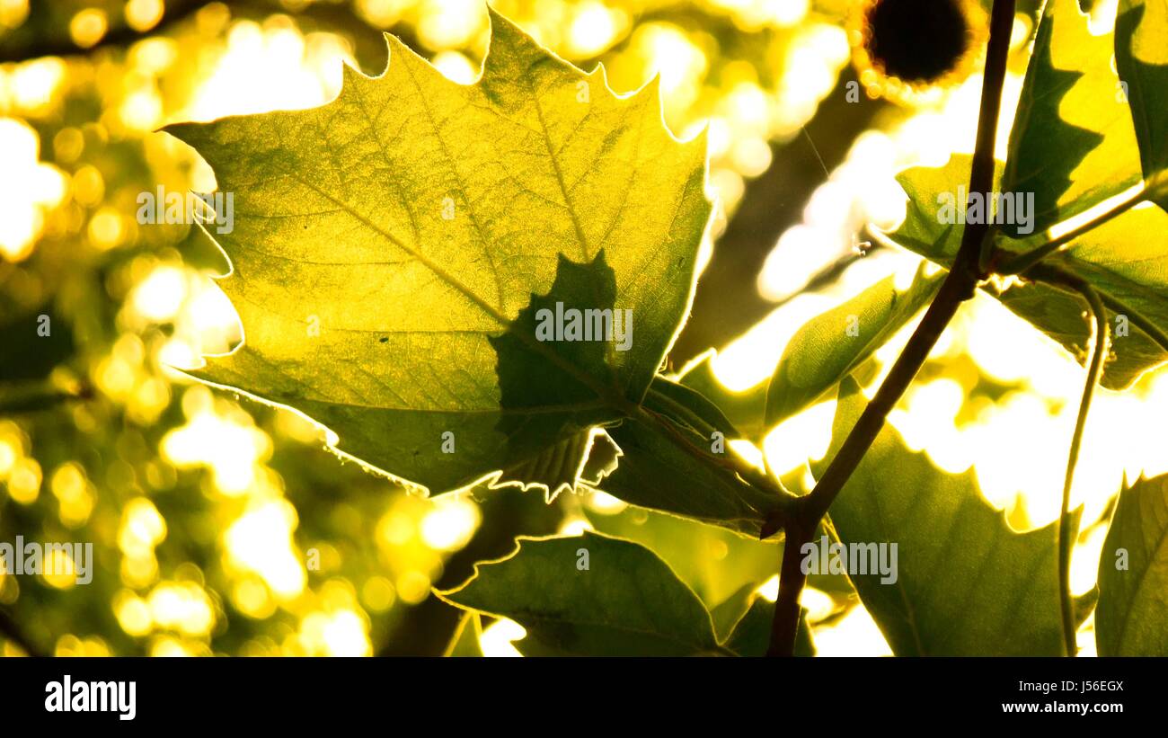 Rays of light shine through the tree Stock Photo - Alamy
