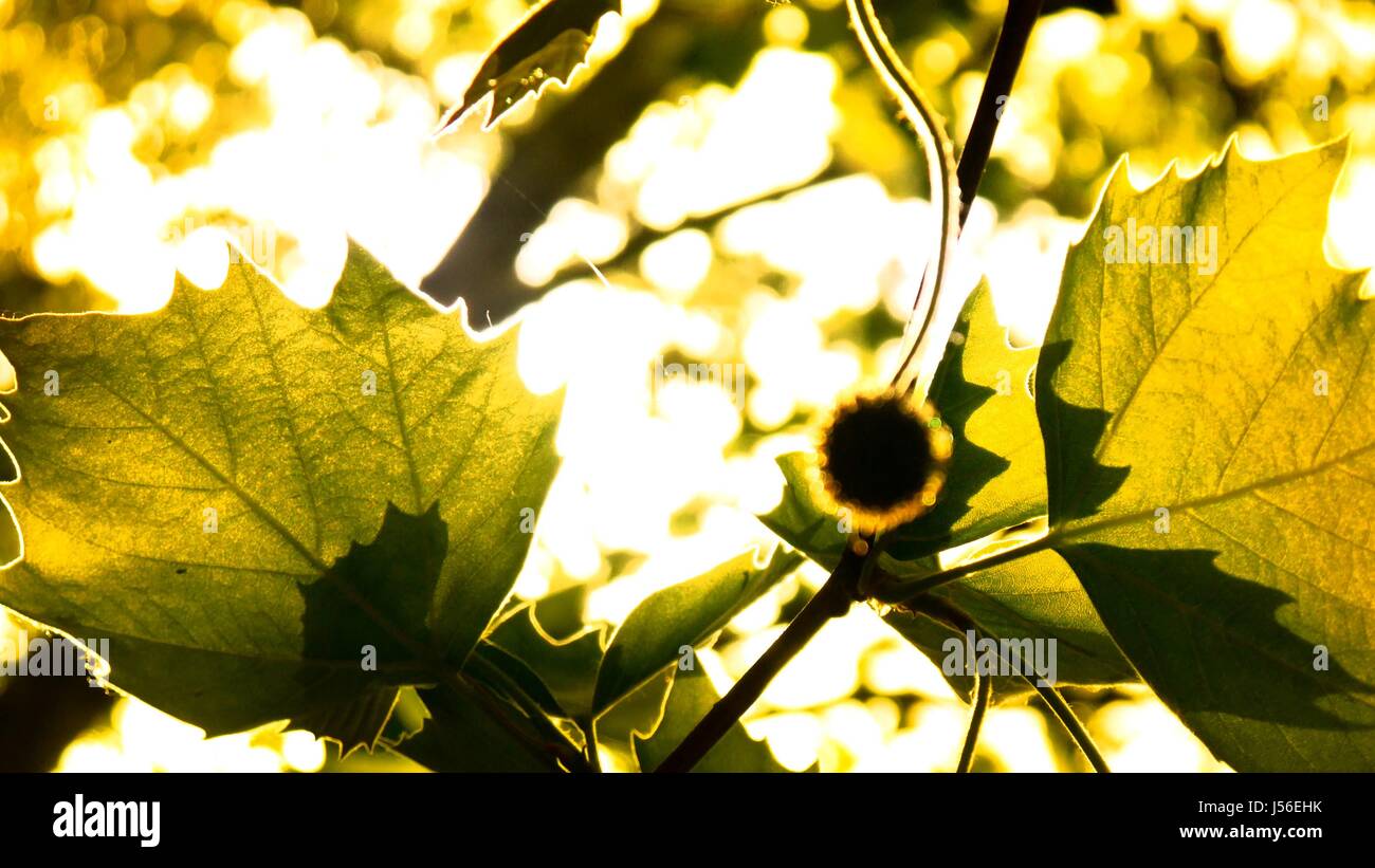 Rays of light shine through the tree Stock Photo - Alamy