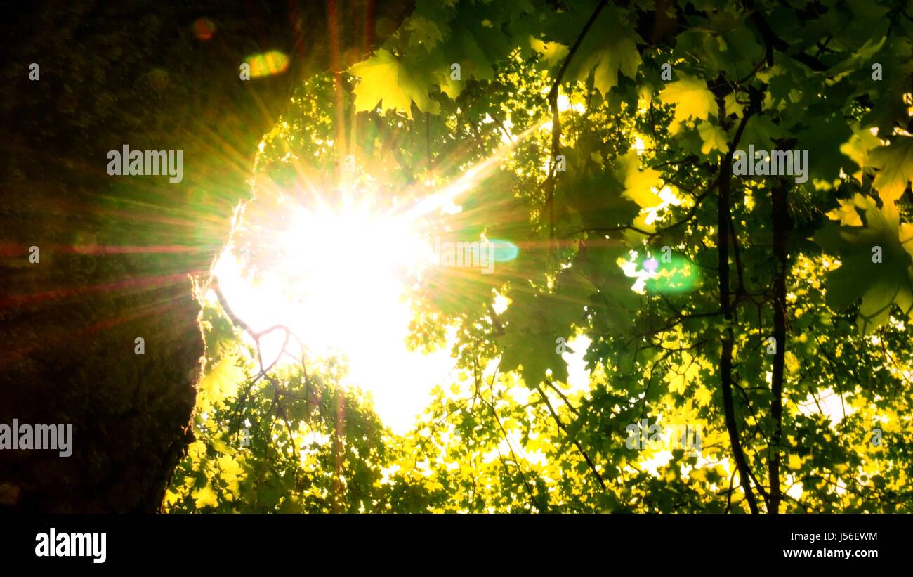 Rays of light shine through the tree Stock Photo - Alamy
