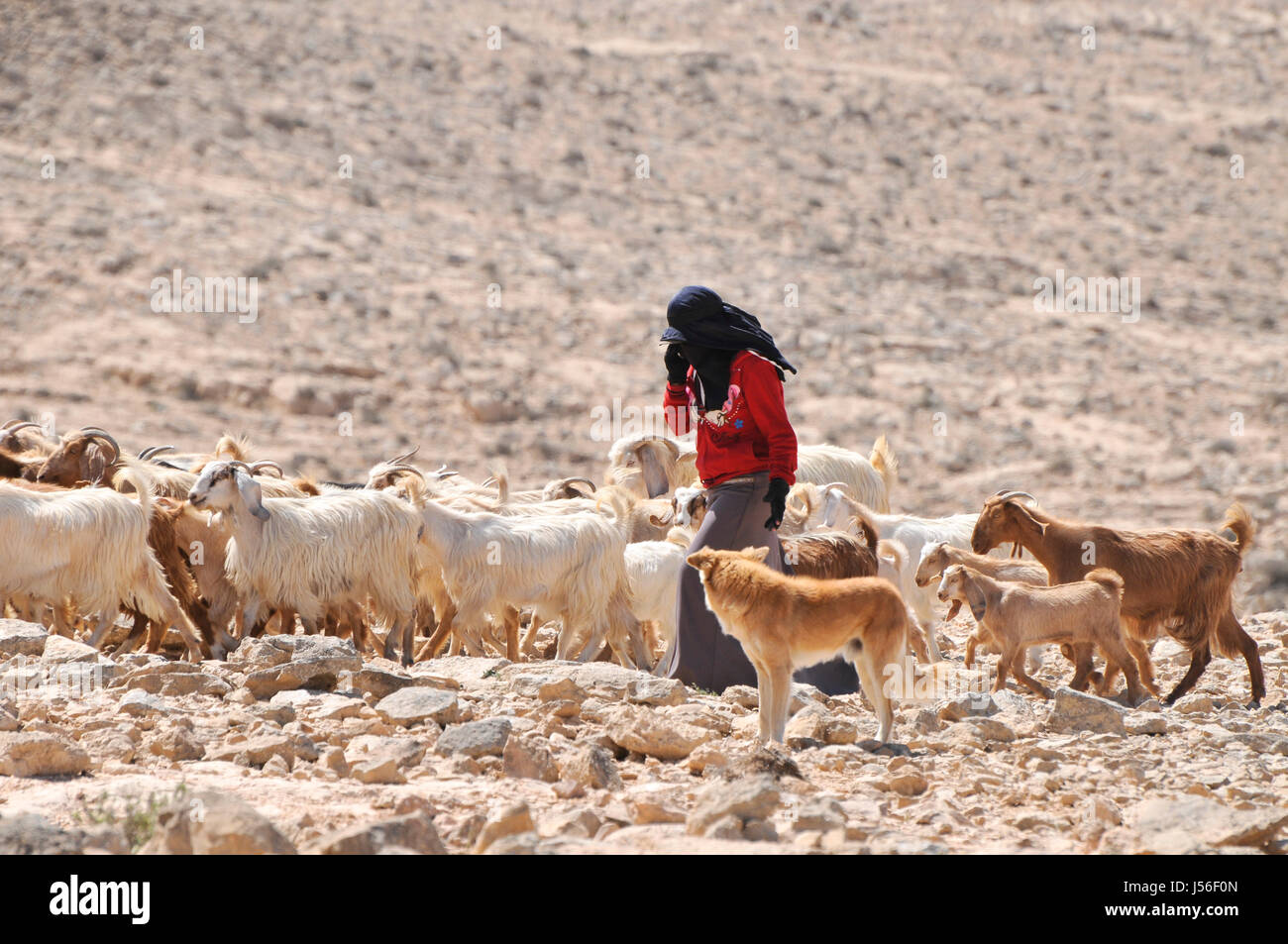 Bedouin Shepherds Israel