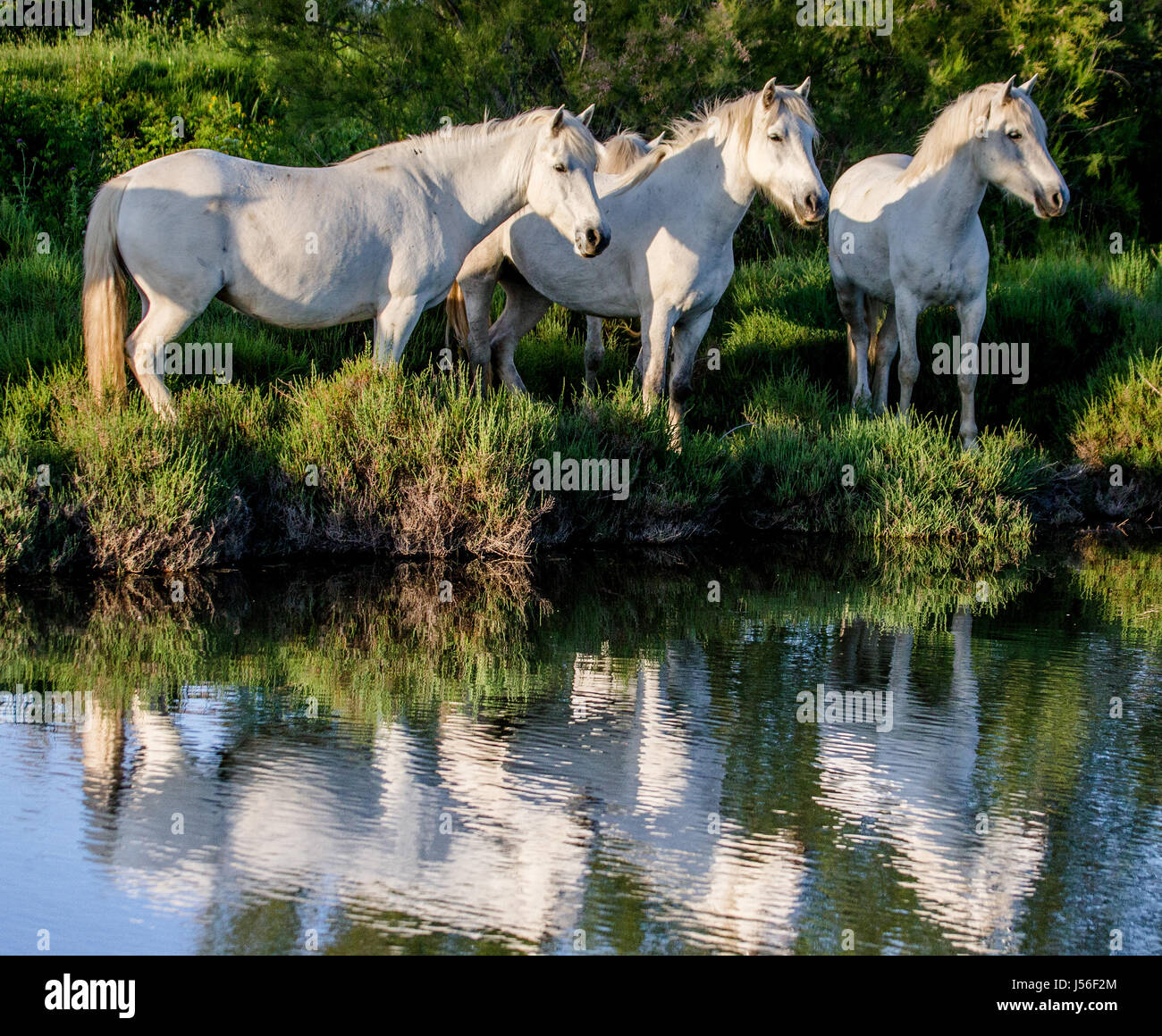 White Camargue Horses stand in the swamps nature reserve. Parc Regional ...