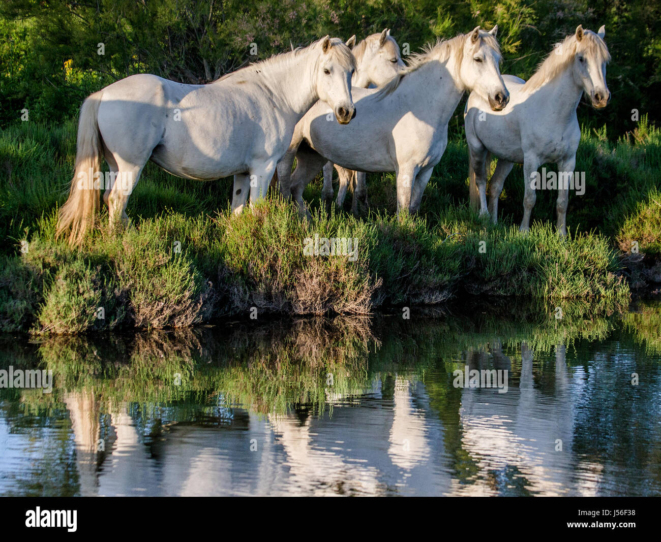 White Camargue Horses stand in the swamps nature reserve. Parc Regional ...