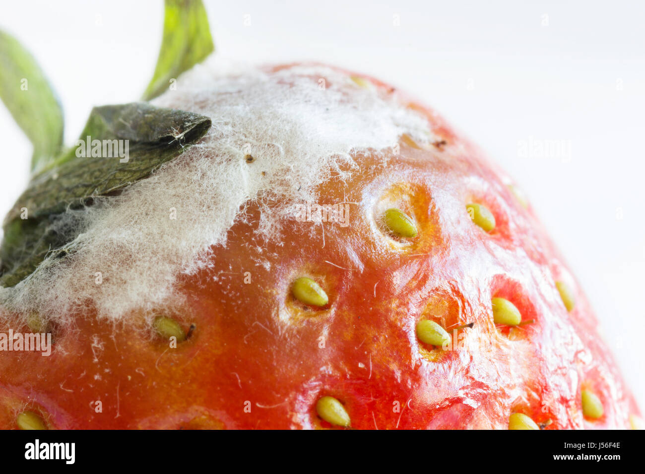 Rotten strawberry hi-res stock photography and images - Alamy