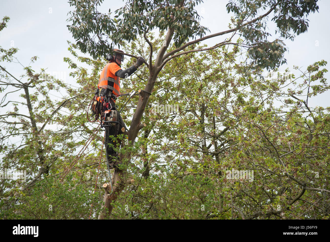 Tree Surgeon felling Eucalyptus tree in private garden in Cults area of ...