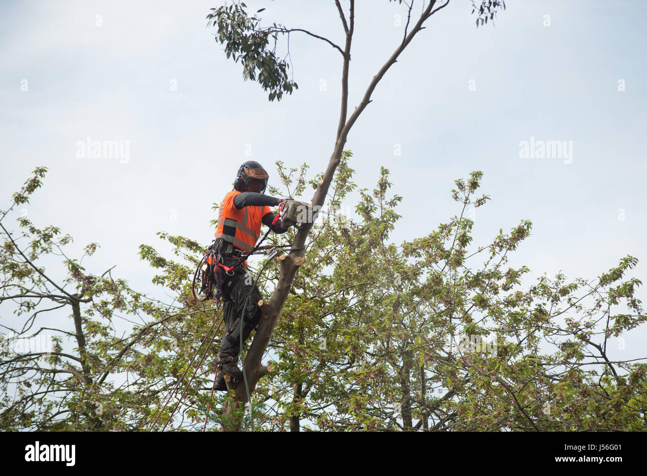Tree Surgeon felling Eucalyptus tree in private garden in Cults area of ...