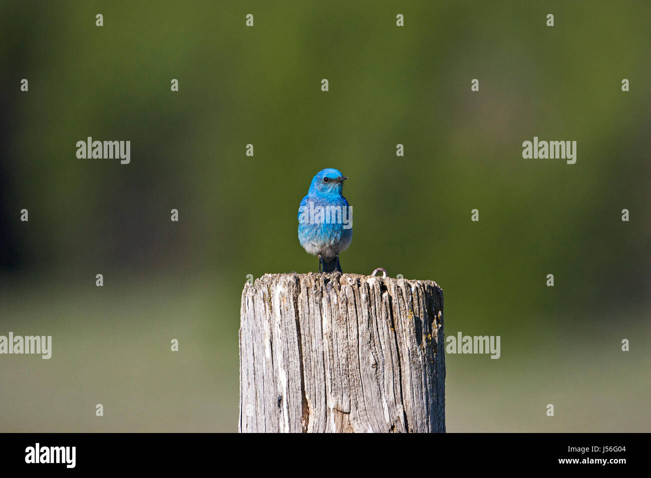 Mountain bluebird Sialia currucoides male in on fence post Red Rocks ...