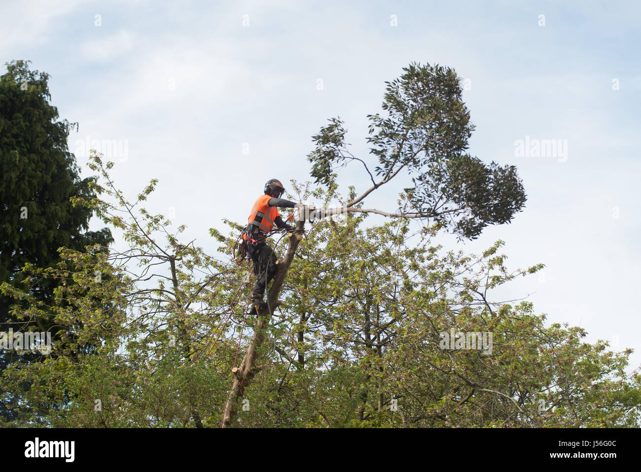 Tree Surgeon felling Eucalyptus tree in private garden in Cults area of ...