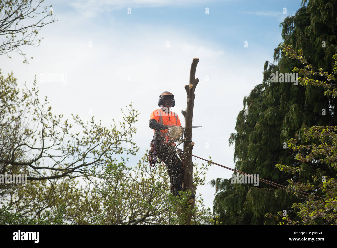 Tree Surgeon felling Eucalyptus tree in private garden in Cults area of ...