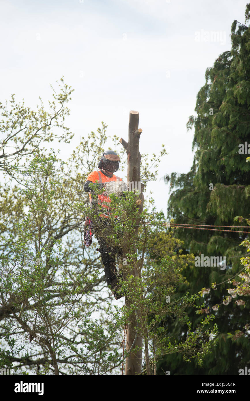 Tree Surgeon felling Eucalyptus tree in private garden in Cults area of ...