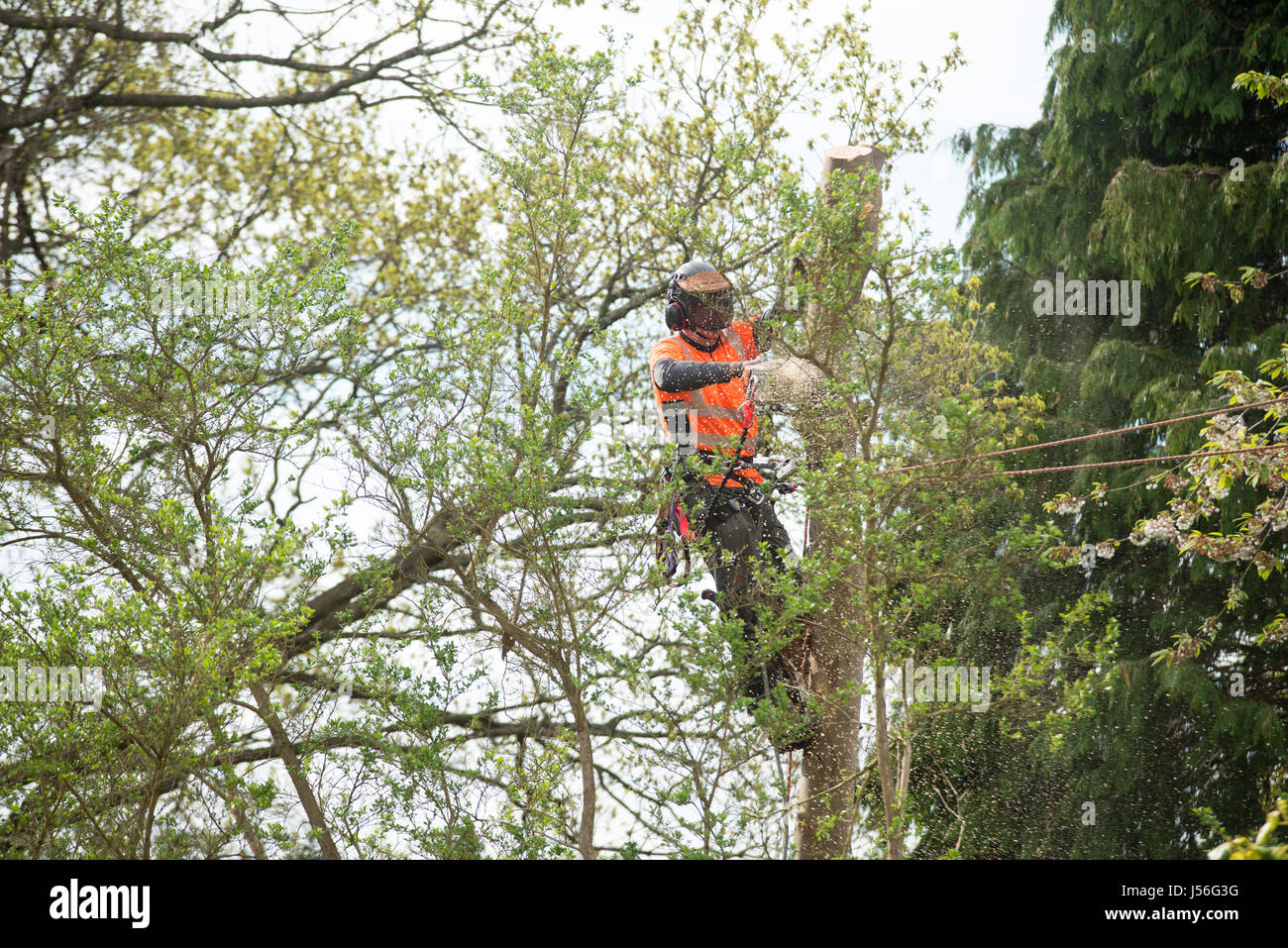 Tree Surgeon felling Eucalyptus tree in private garden in Cults area of ...