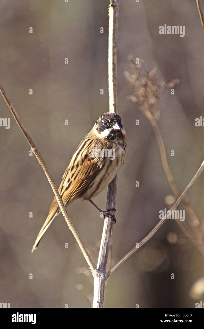 Common reed bunting Emberiza schoeniclus male Stock Photo - Alamy