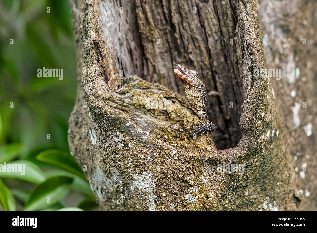 Hatchling Water Monitor Lizard (Varanus salvator) emerging from nest in ...