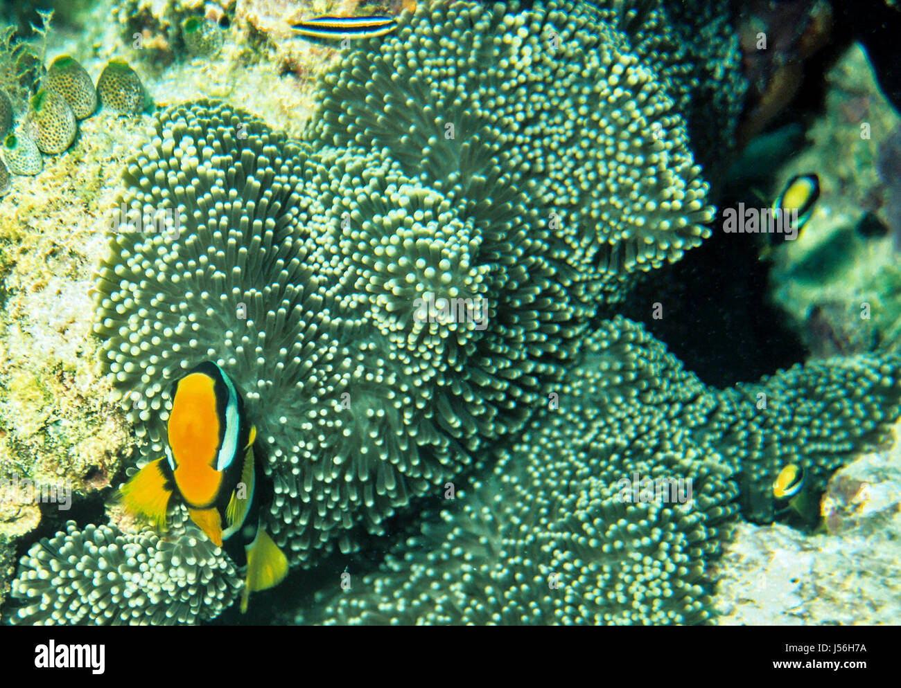 fish maldives dive pisces atoll reef clown fish nemo sigma symbiosis ...