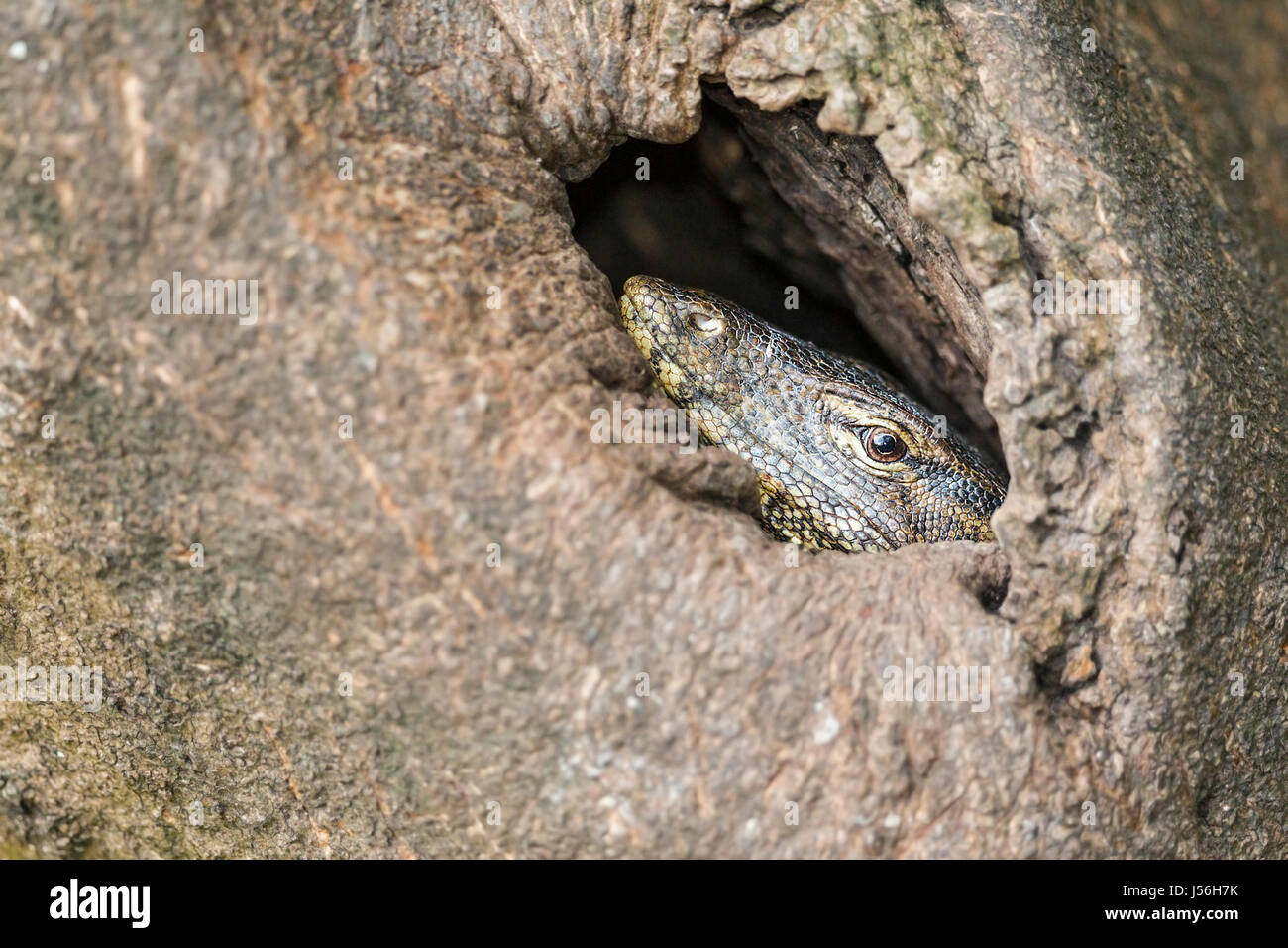 Adult Water Monitor Lizard (Varanus salvator) inside the hollow of a ...