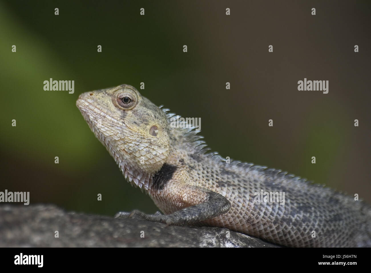 leaf tree saurian leaves maldives hovel branch iguana reptiles gecko ...
