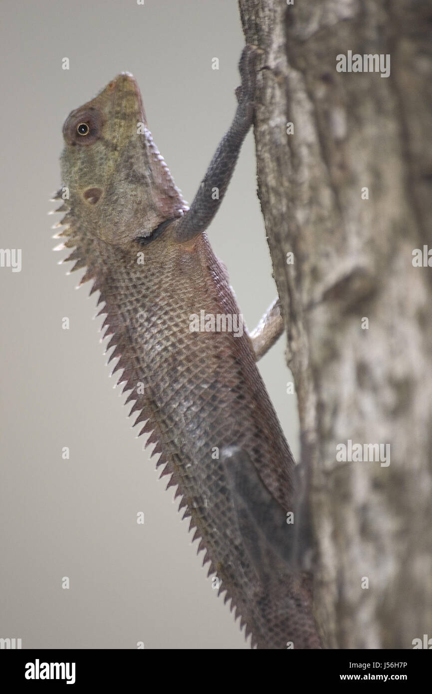 leaf tree saurian leaves maldives hovel branch iguana reptiles gecko ...