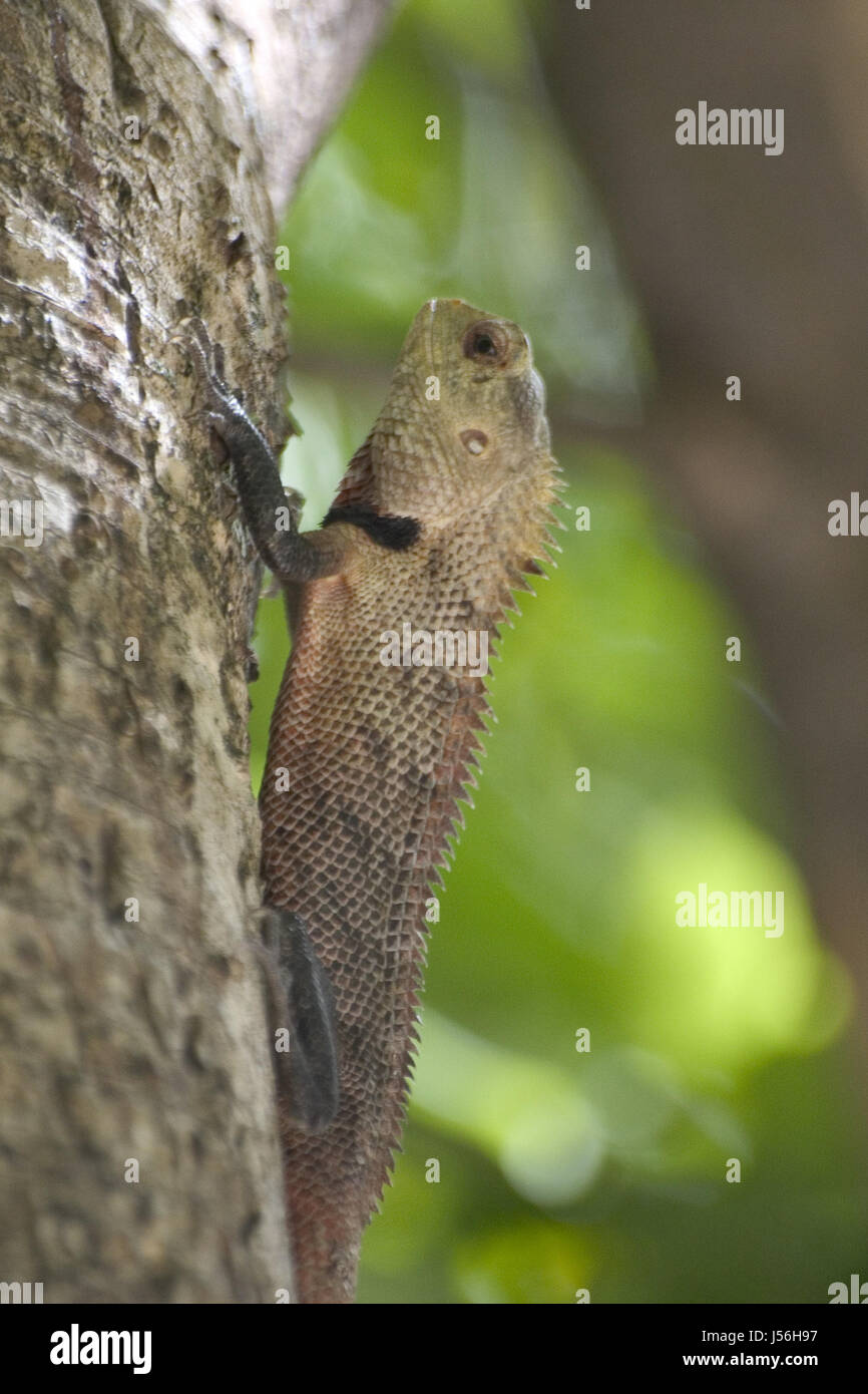 leaf tree saurian leaves maldives hovel branch iguana reptiles gecko ...