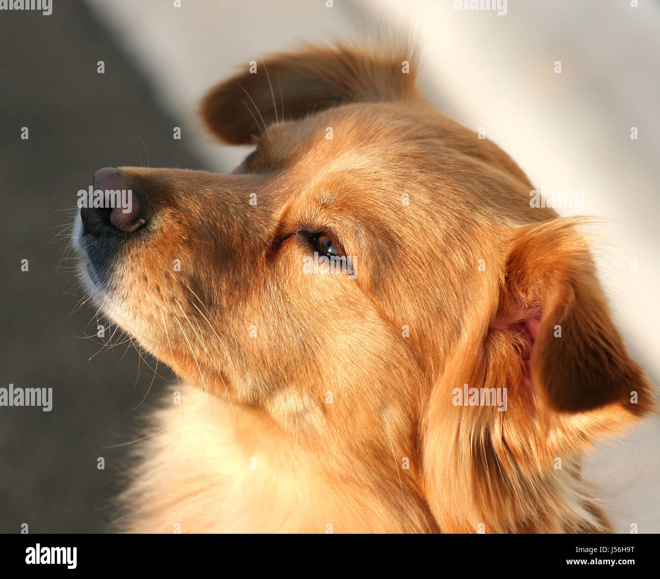 Profile of animal hi-res stock photography and images - Alamy