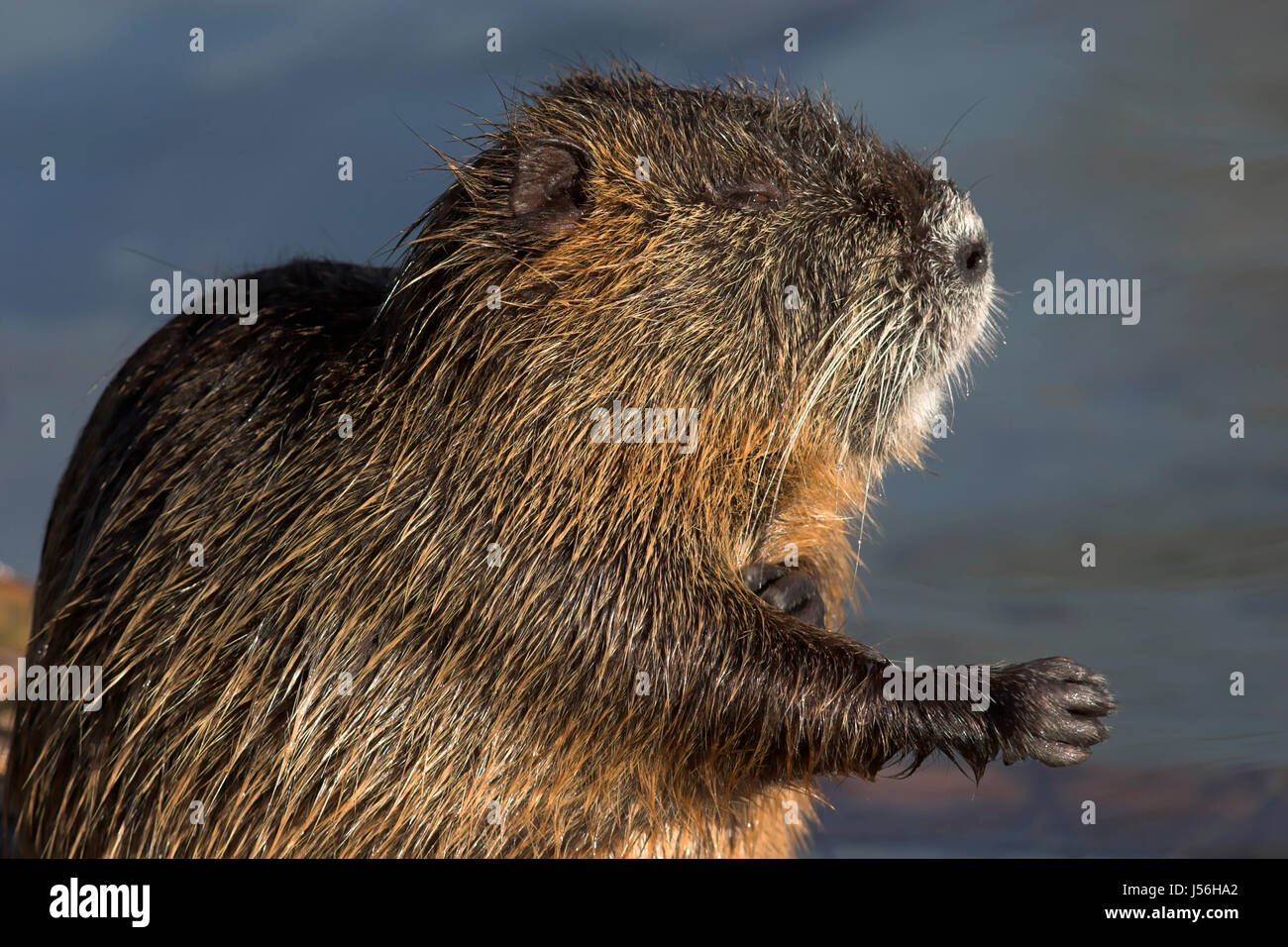 profile hand animal mammal animal portrait rodent fist wet concentrated ...