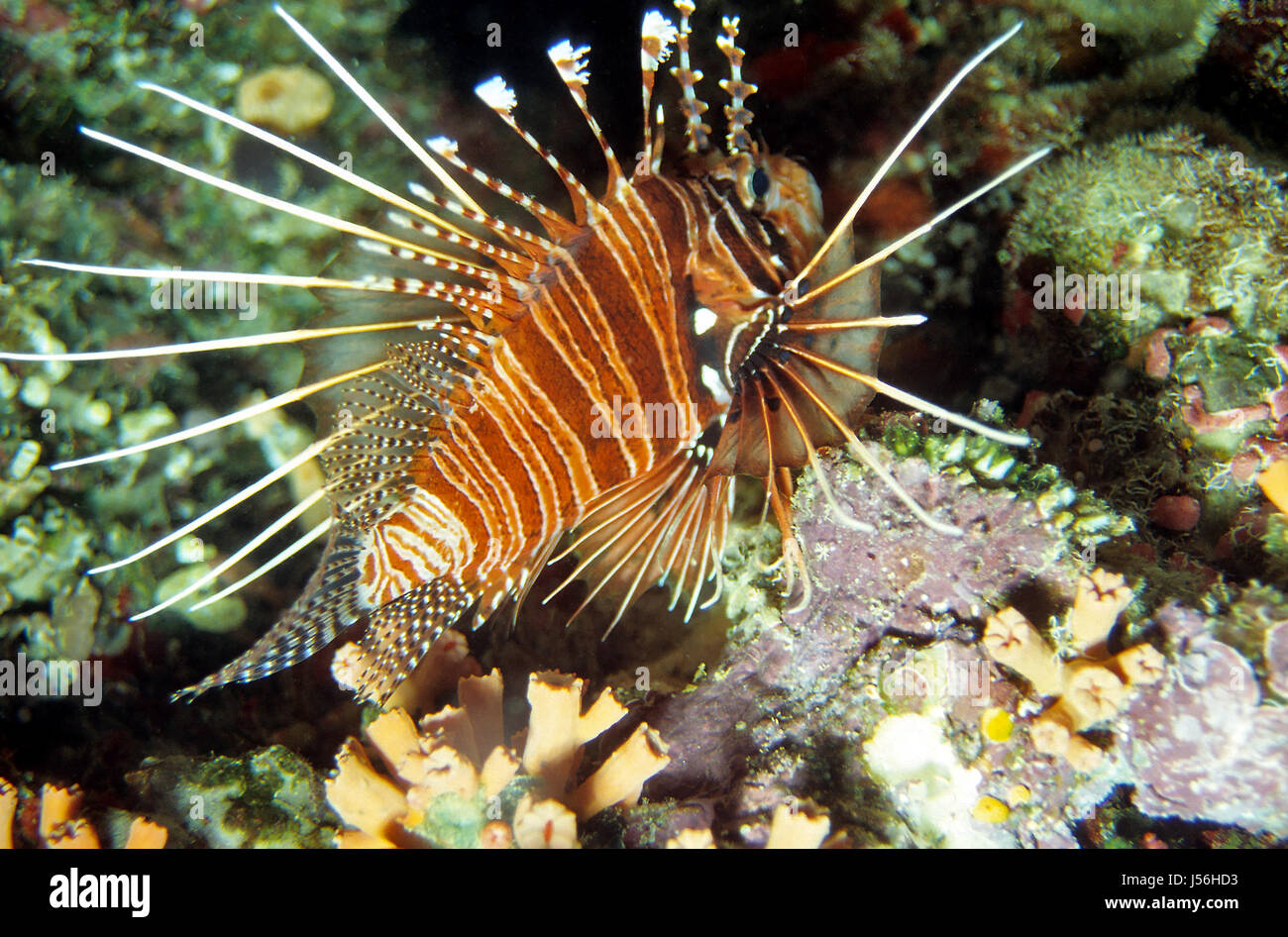 Feuerfische High Resolution Stock Photography and Images - Alamy