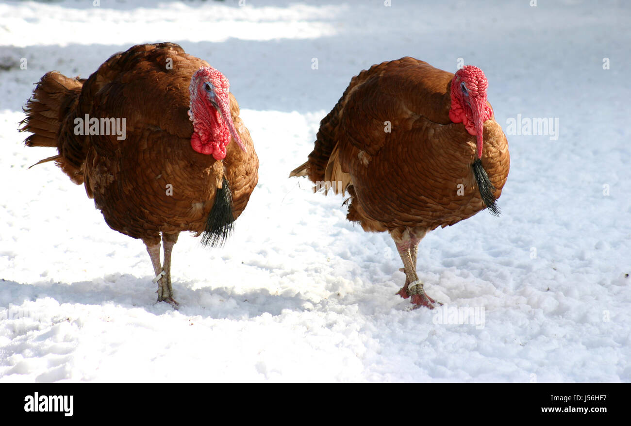 march in lockstep Stock Photo - Alamy