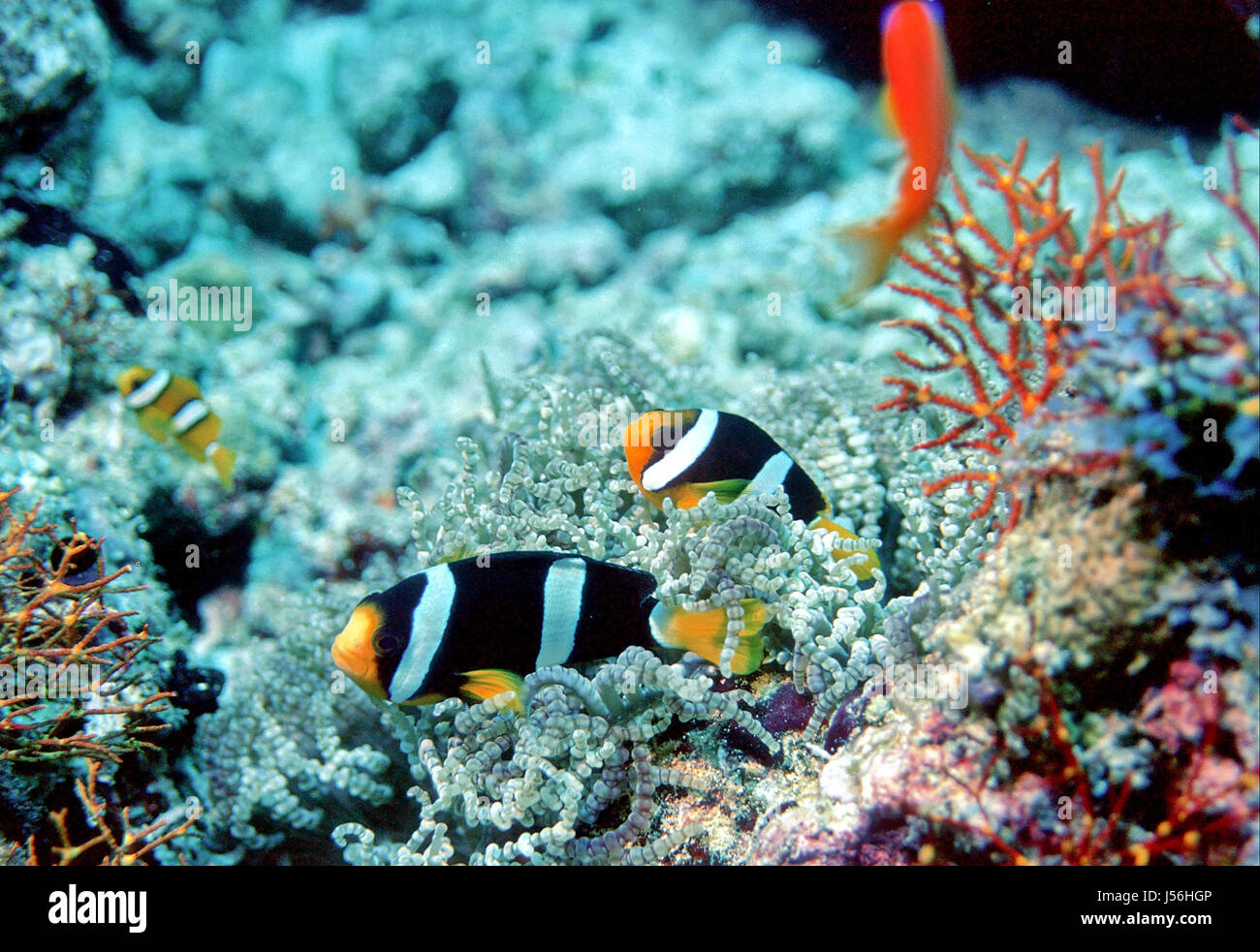 fish maldives dive pisces atoll reef clown fish nemo sigma symbiosis ...
