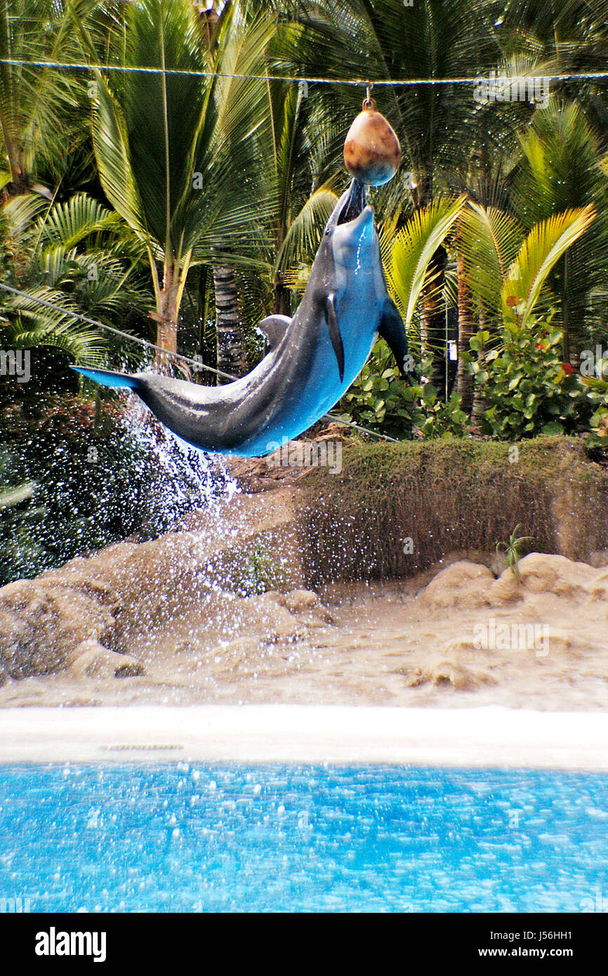 game tournament play playing plays played animal spring bouncing ...