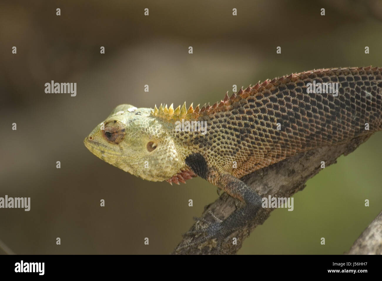 beautiful lizard vii Stock Photo - Alamy