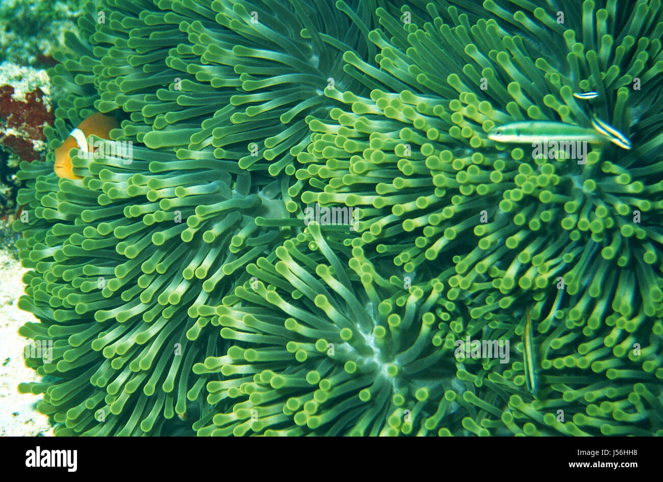 fish maldives dive pisces atoll reef clown fish nemo sigma symbiosis ...