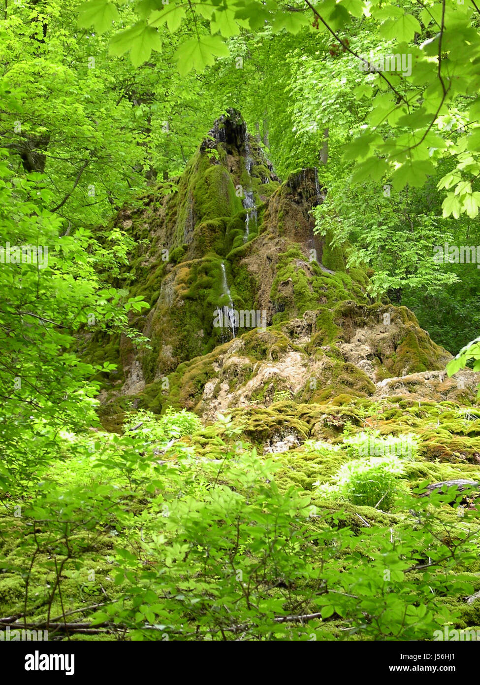 tree trees waterfall tuff tree trees waterfall tuff frisches laub ...