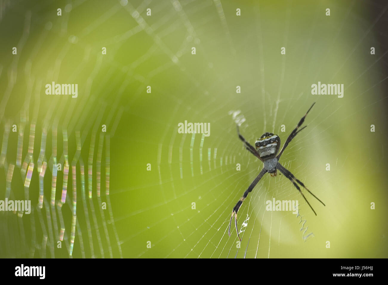 holiday vacation holidays vacations insects asia maldives spider net ...