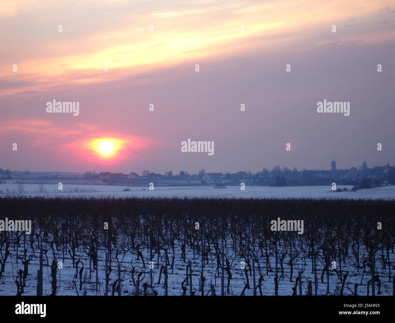 eye organ sunrise vineyard vines blaze of colours firmament sky shine ...