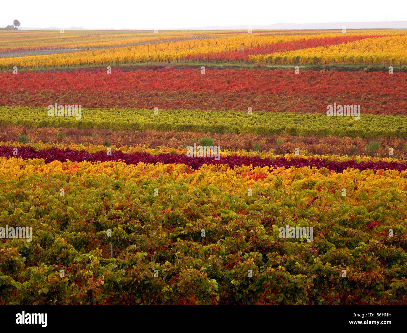 tree horizon plant field grapes cultivation of wine vineyard vines ...