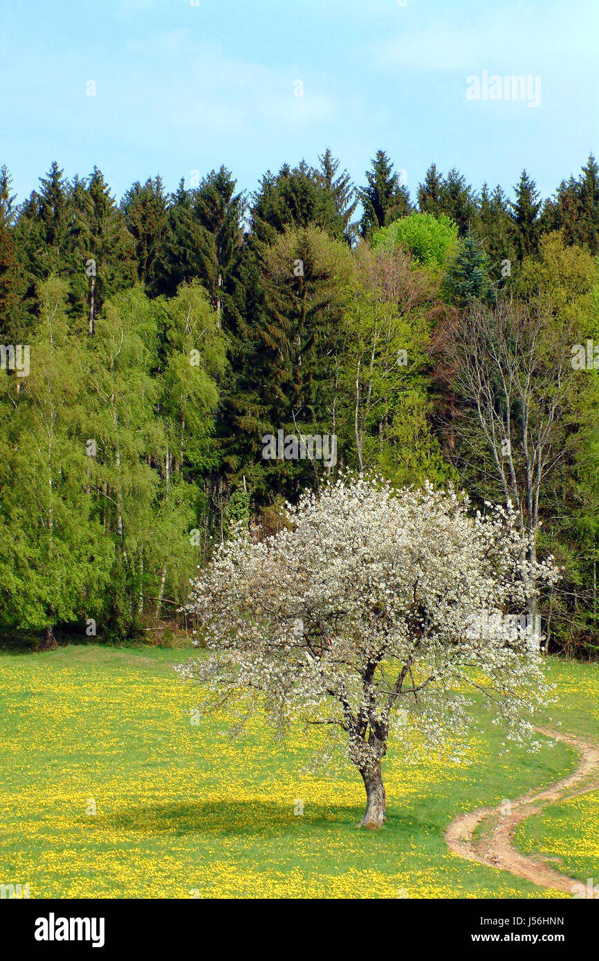 blue tree trees green flower flowers plant time blossoms spring walk ...