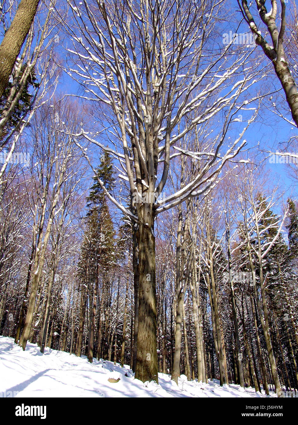 tree trees winter hike go hiking ramble branches branch branchage walk ...