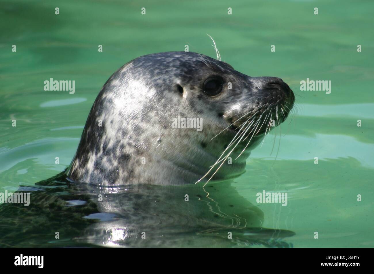 animal mammal water north sea salt water sea ocean creature seal ...