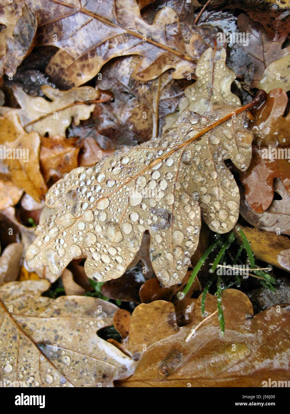 leaves wet moist autumn foliage foliage water drop drip drops seeping ...