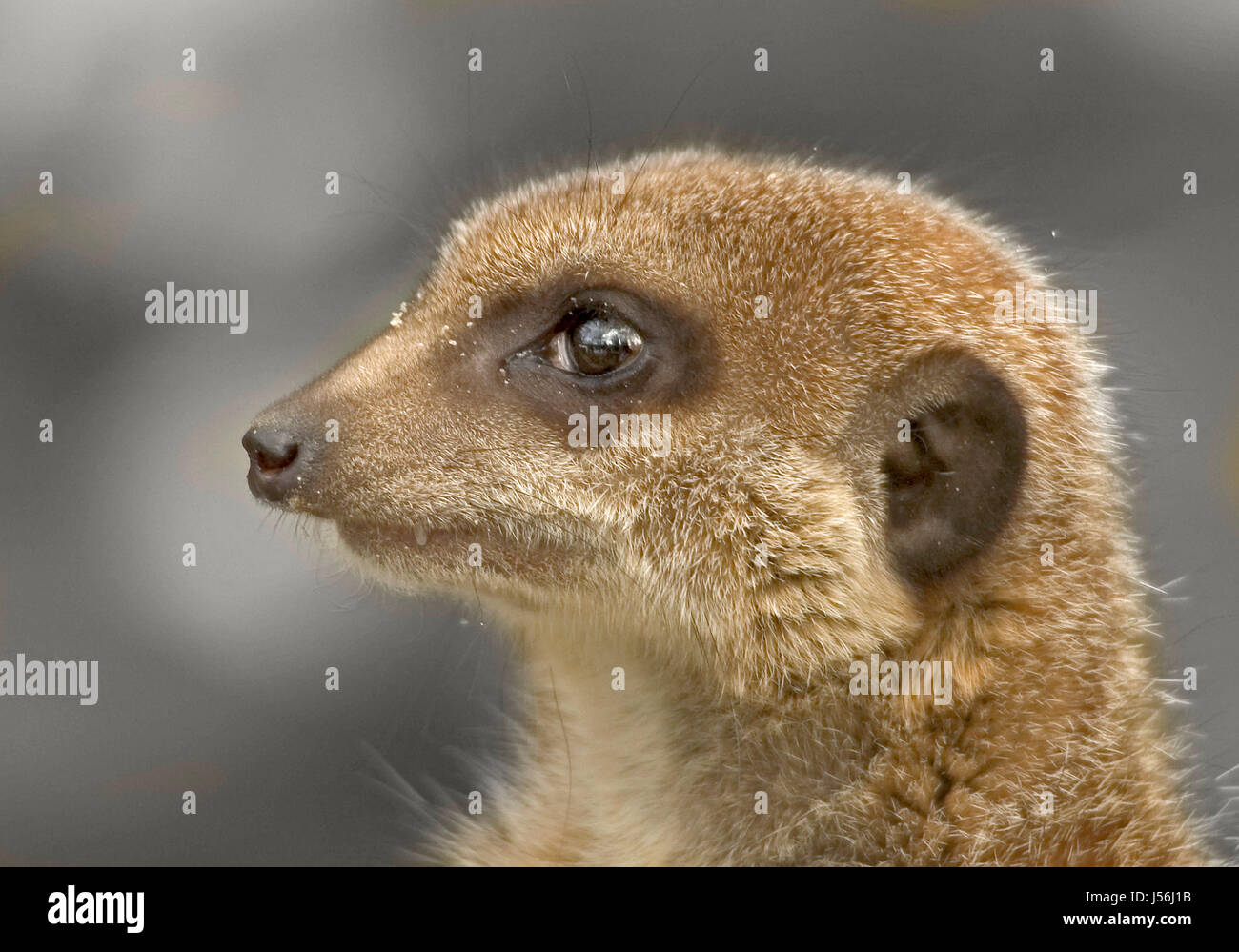 profile animal mammal animal portrait look glancing see view looking ...