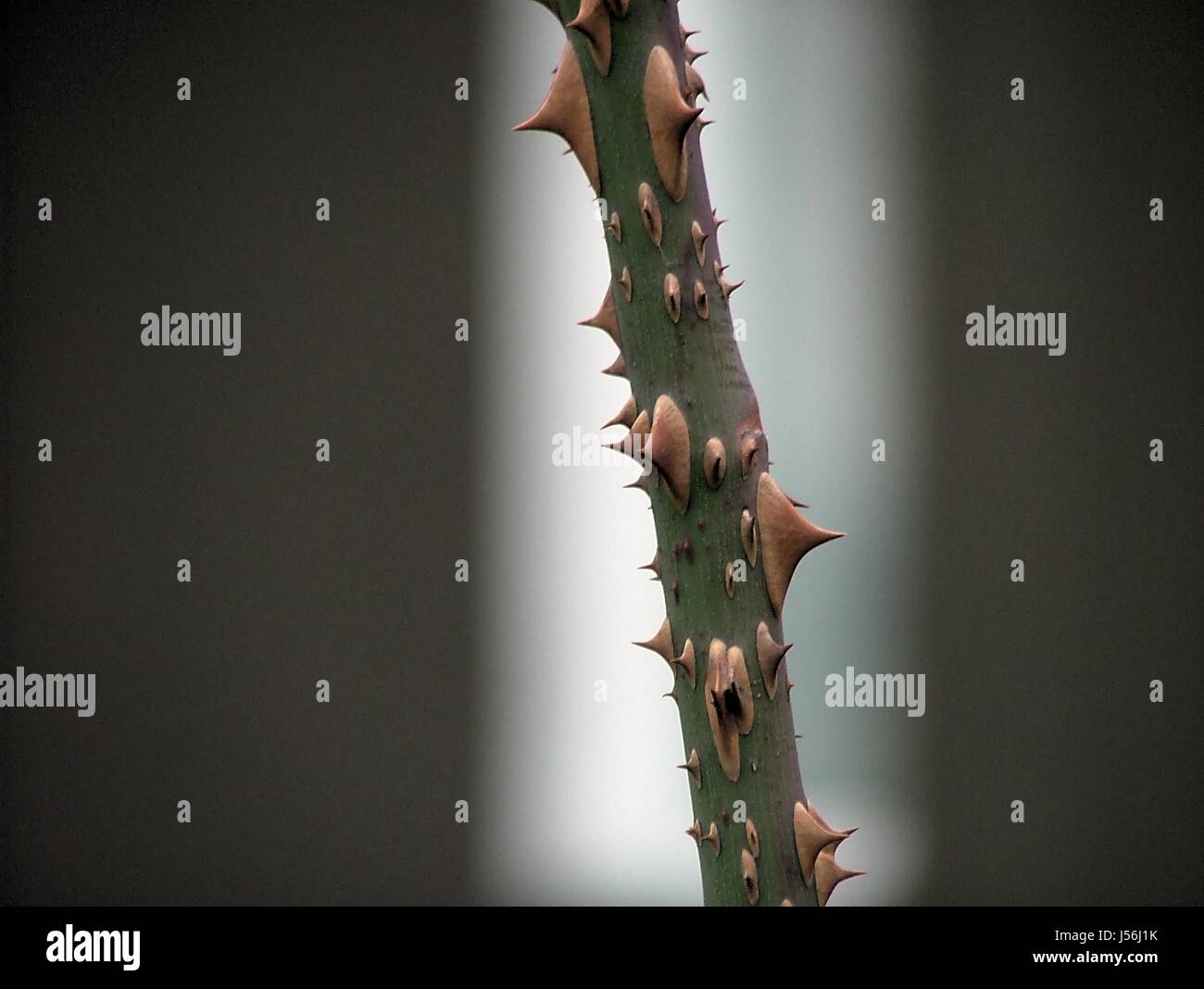 Rose sting hi-res stock photography and images - Alamy